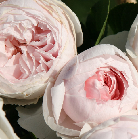 Earth Angel Parfuma | Pretty Petals