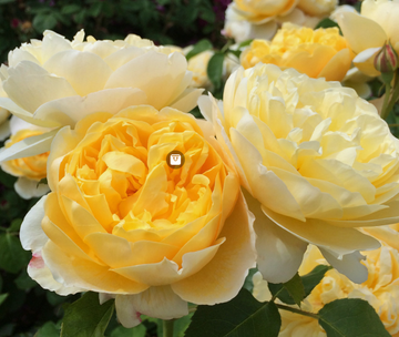 Shop David Austin Roses at Pretty Petals | Pretty Petals