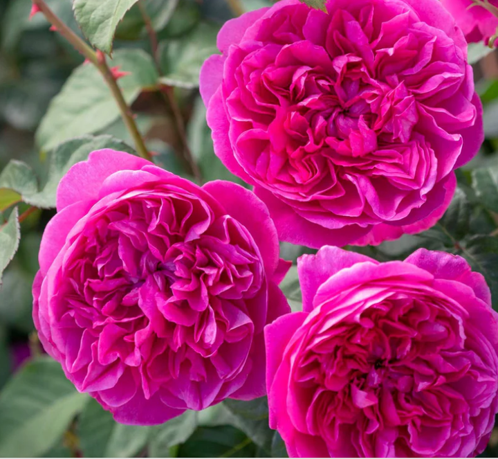 Shop David Austin Roses at Pretty Petals | Pretty Petals